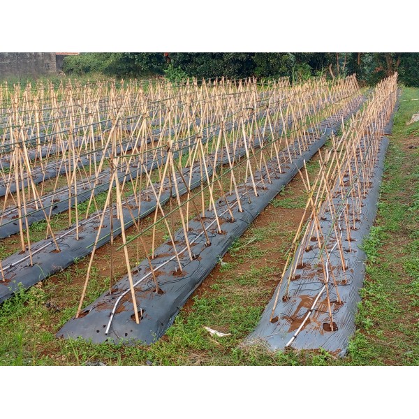 7' Bamboo Garden Stakes | Outdoor Sticks for Plants | Farm Plastic Supply