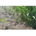 Straw Erosion Control Blanket | Rolled Erosion Control Nets | Farm ...