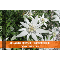 Edelweiss Flowers: Symbolism & Growing Tips | Farm Plastic Supply