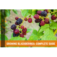 Grow Your Own Blackberries - Complete Guide & Info | Farm Plastic Supply