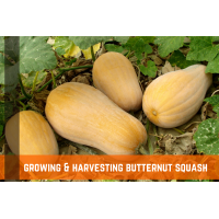 How To Grow Butternut Squash | Farm Plastic Supply