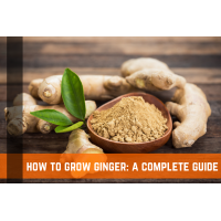 How To Grow & Cultivate Ginger: A Complete Guide | Farm Plastic Supply