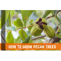 How To Grow Pecan Trees: Growing Conditions & Care | Farm Plastic Supply