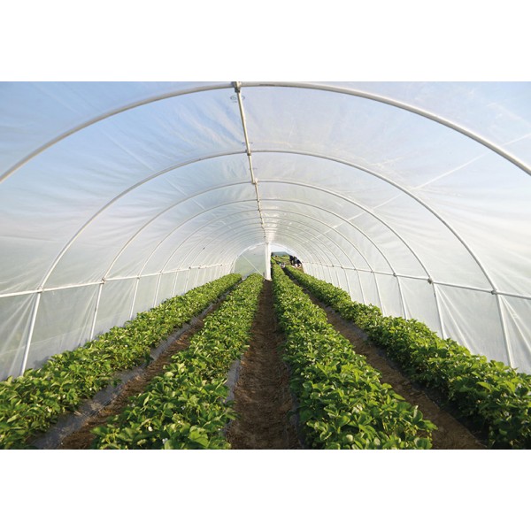 10 Mil String Reinforced Clear UV Rated Construction Plastic - Choose Your Size | Farm Plastic ...