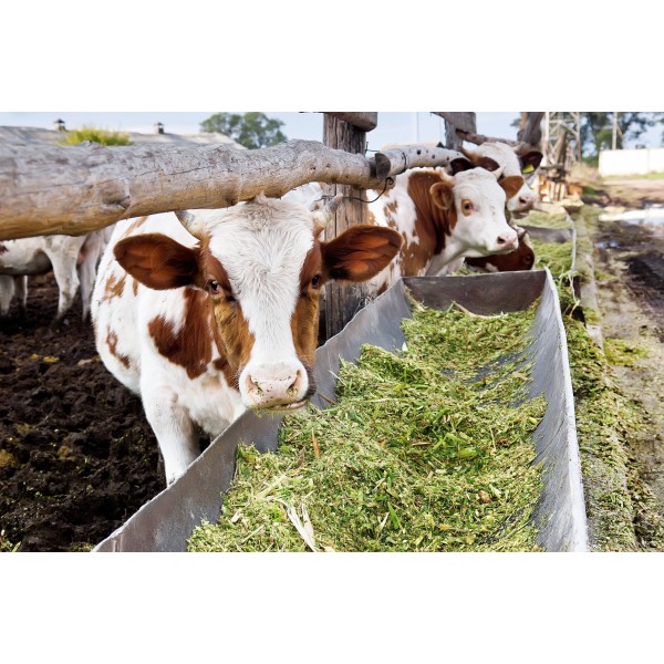 20 Mil AG Pile Cover | Silage Tarp Black/White Film | Farm Plastic Supply