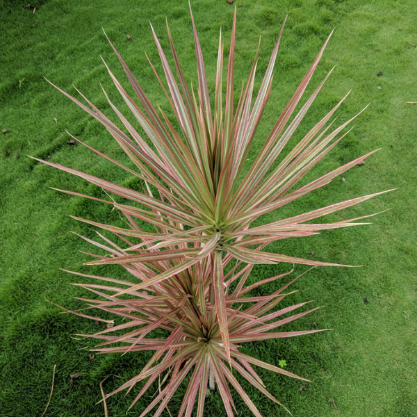 Dragon Tree: Plant Care & Growing Guide | Farm Plastic Supply