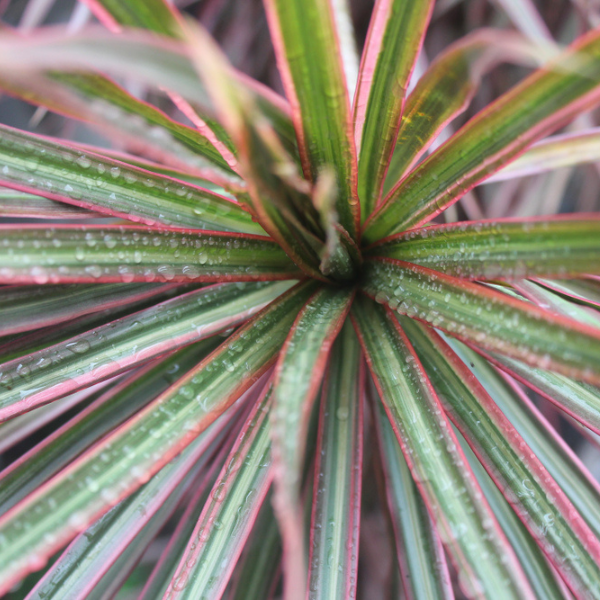 Dragon Tree: Plant Care & Growing Guide | Farm Plastic Supply