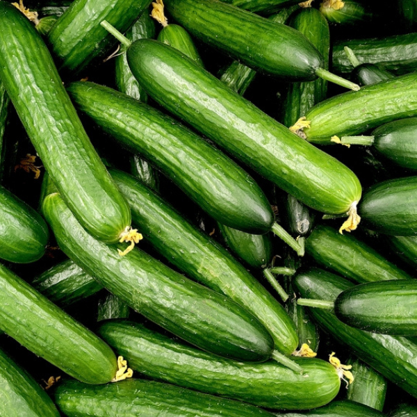 How To Grow Cucumbers Planting Care Harvesting Farm Plastic Supply How To Grow Cucumbers Planting Care Harvesting Farm Plastic Supply