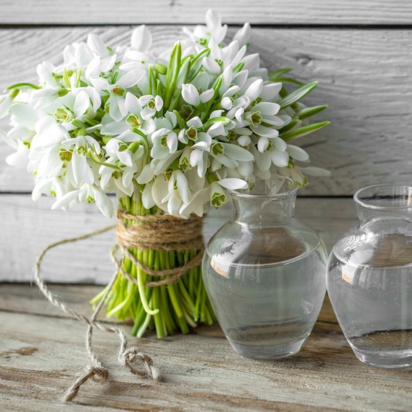 How To Grow Snowdrop Flowers | Farm Plastic Supply